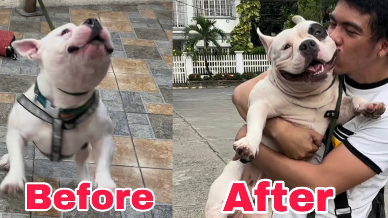 IBAT-IBANG UGALI NG MGA ASO - YouTube