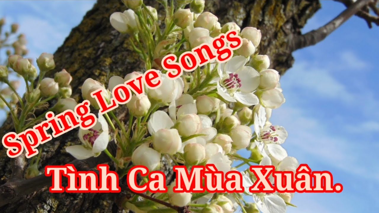 Spring Love Songs - Tình Ca Mùa Xuân. - YouTube