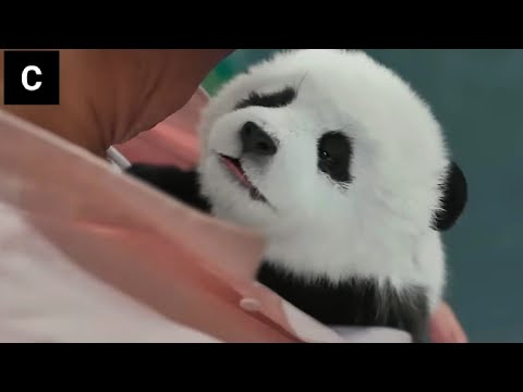 PANDA PLAN Trailer 2024 Review Jackie Chan upcoming Hollywood movie ...