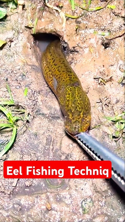 Eel Fishing Made Easy | Best Techniques for Catching Eels! #eel #fishingvideo #eelcatch #eelfish ...