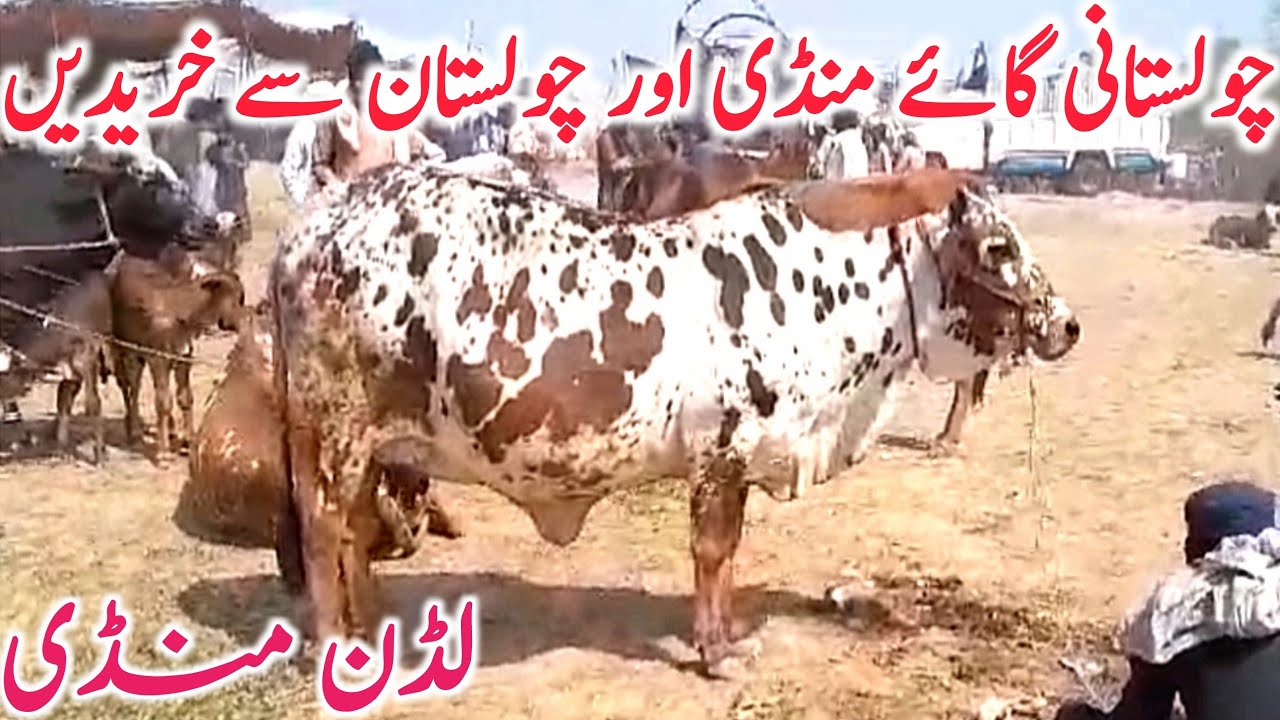 Ludden Cow Mandi | Cholistani And Sahiwal Cow From Cholistan || Mandi ...