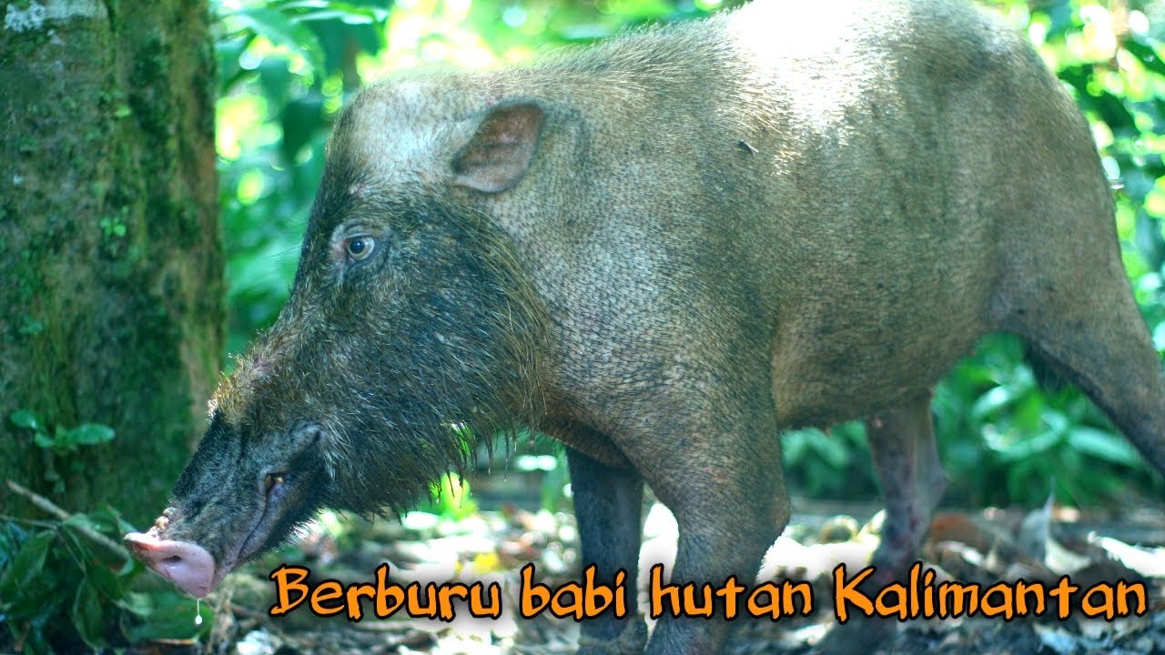Ganasnya Babi Hutan Kalimantan Saat Di Buru - YouTube