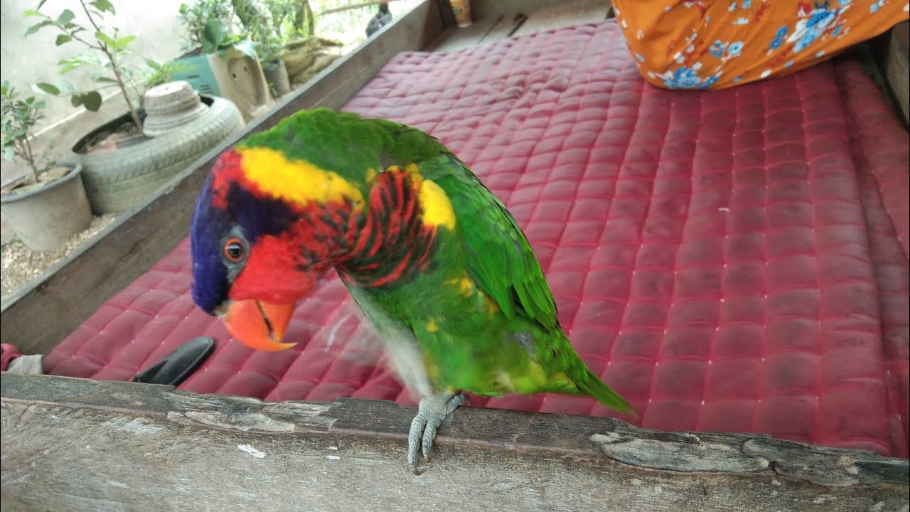 nuri dora sulawesi jinak dan pintar - YouTube