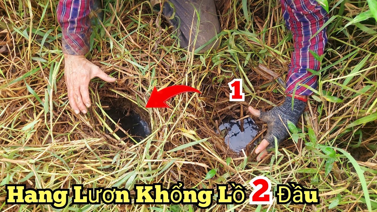 Câu lươn khủng_Hang lươn 2 đầu khổng lồ_Nhức nách nữa rồi_tập569//Giant ...
