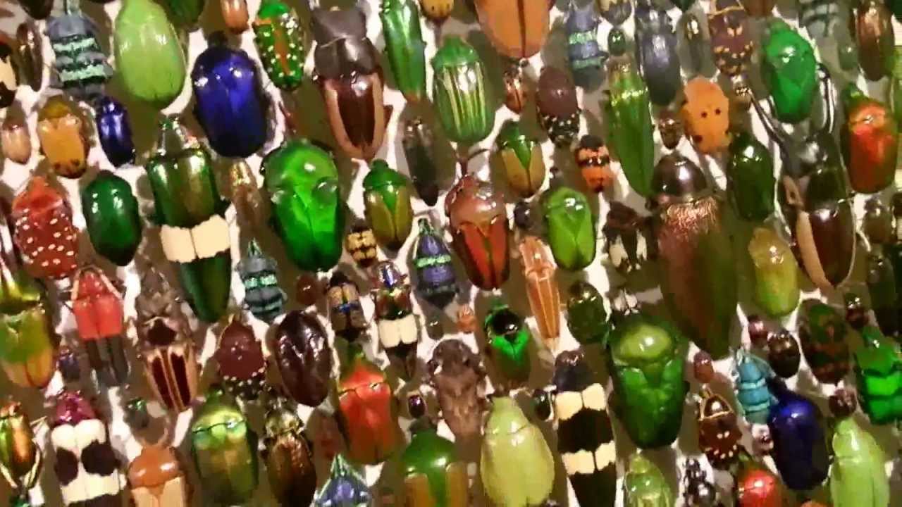 Beautiful Beetles - YouTube