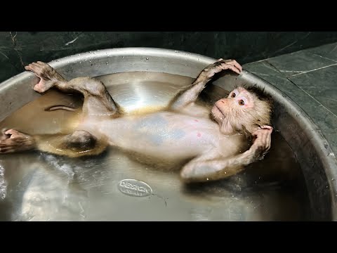 monkey Tina practiced proper hygiene and bathing at home.