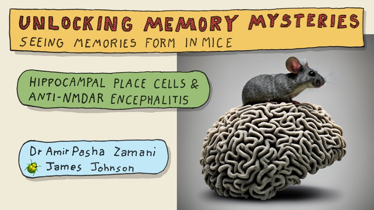 Unlocking Memory Mysteries: Seeing Memories Form. Hippocampal Place ...