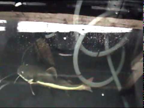 red tail catfish eating food in 800 gallon video - YouTube