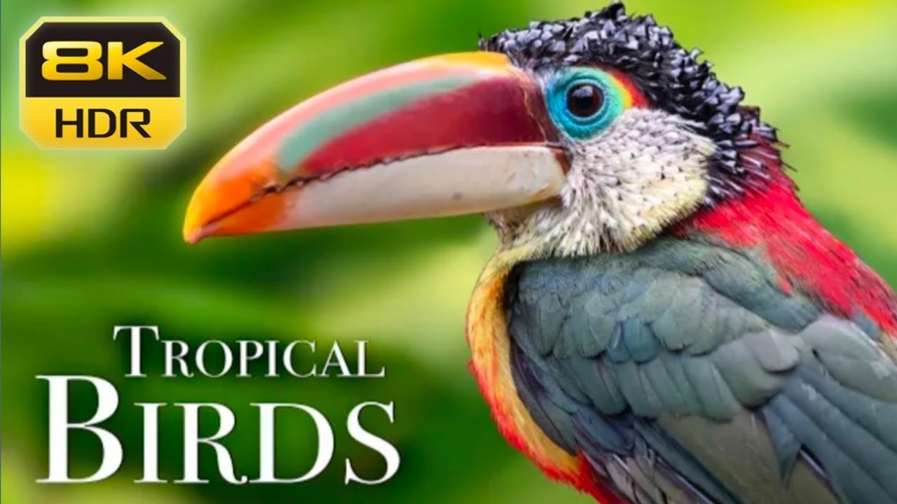 [ 8k UHD ] The World Collection || Colorful Bird Videos || Wildlife ...