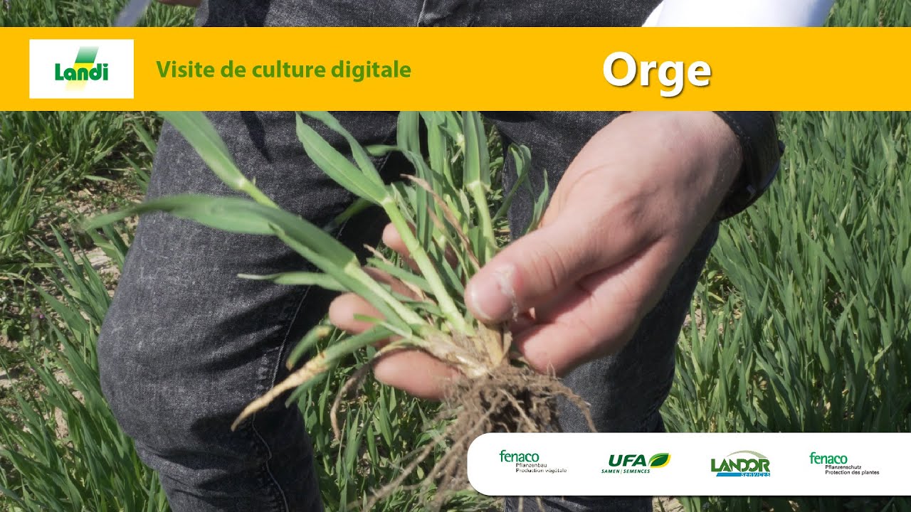 LANDI visite de culture digitale orge d'automne avril - YouTube