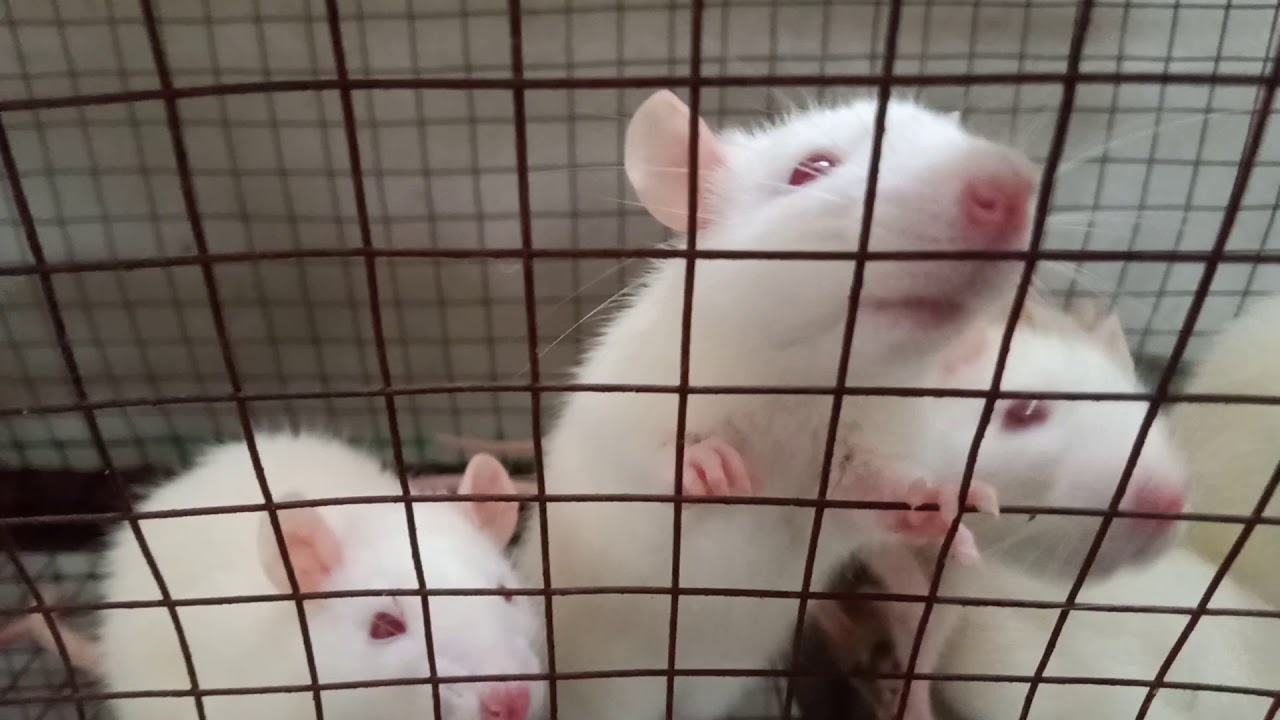 white rat. house farming.বগা নিগণি ফাৰ্ম - YouTube