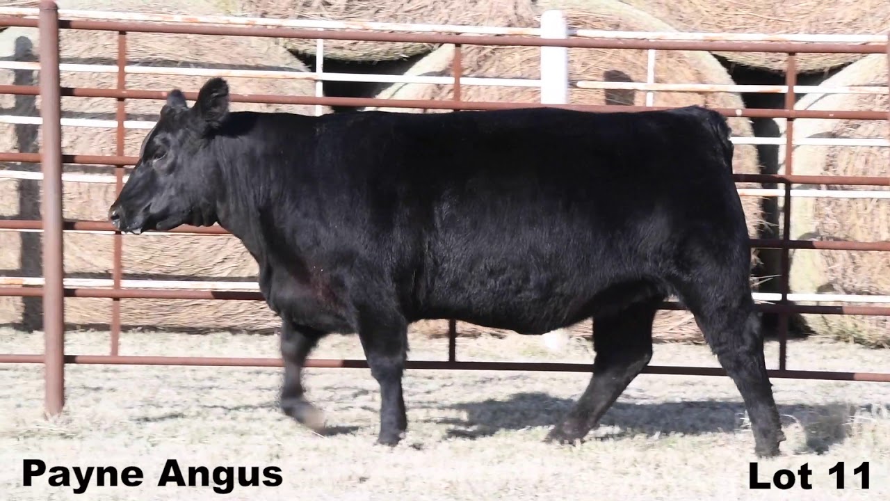 Payne Angus Lot 11 - YouTube