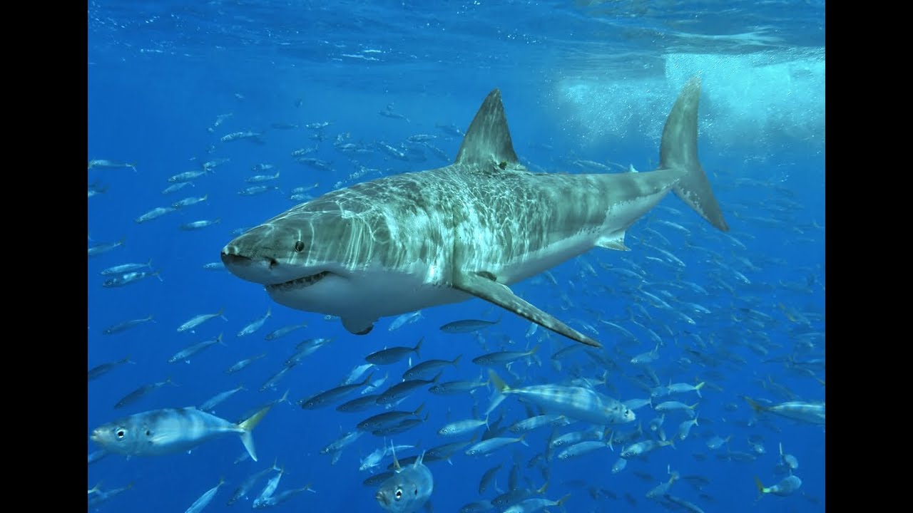 Armor-like shark skin may offer defense from superbugs - YouTube