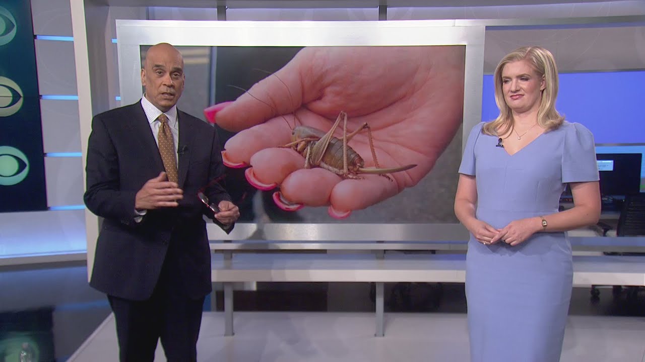 Huge 'Mormon crickets' begin invading parts of U.S. - YouTube