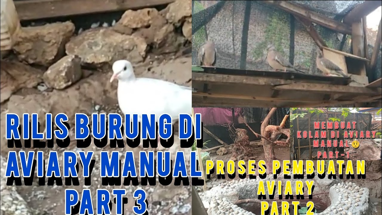 RILIS BURUNG DI AVIARY MANUAL PART3 - YouTube