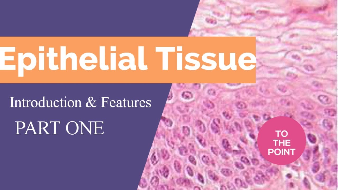 Epithelial Tissue - Features & Function #AnatomyHub - YouTube