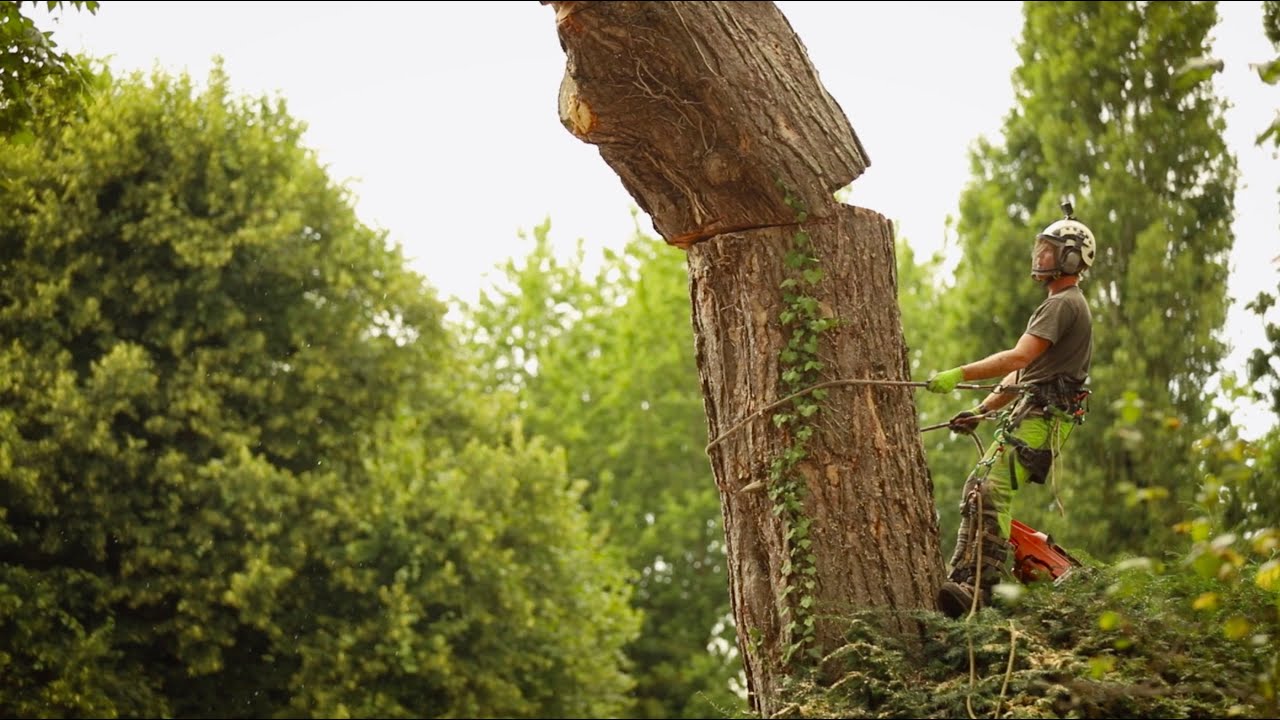 Arbortec Breatheflex Pro - Pine Tree Removal - YouTube