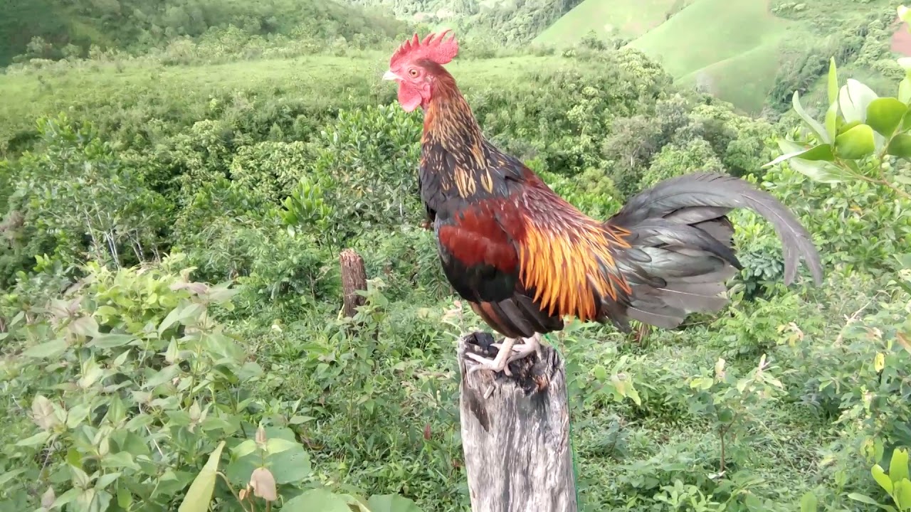 Suab qaib qus txuam ob qua zoo dib qaib qus tuaj zoo. - YouTube