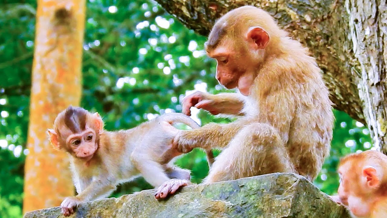 A little monkey clean baby - YouTube