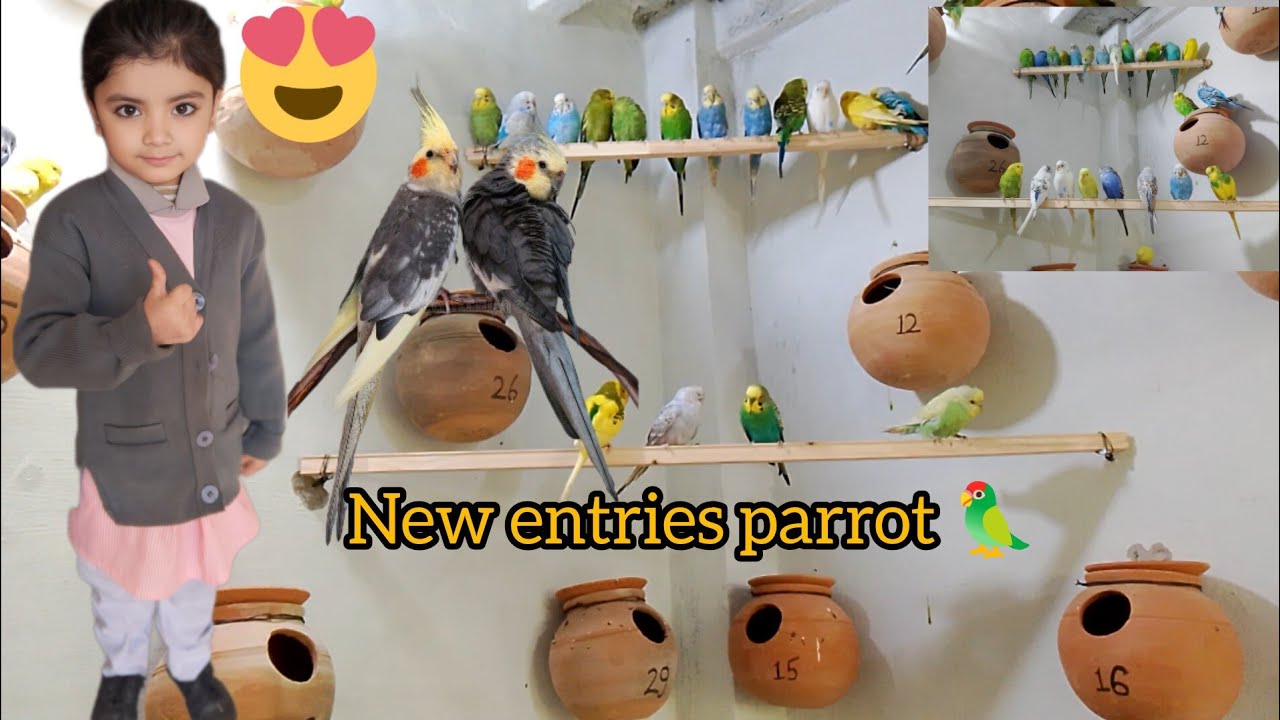 Airafatimavlog Aira k Mine Bird Zoo Mane 🐦 Parroto ki New entrie # ...