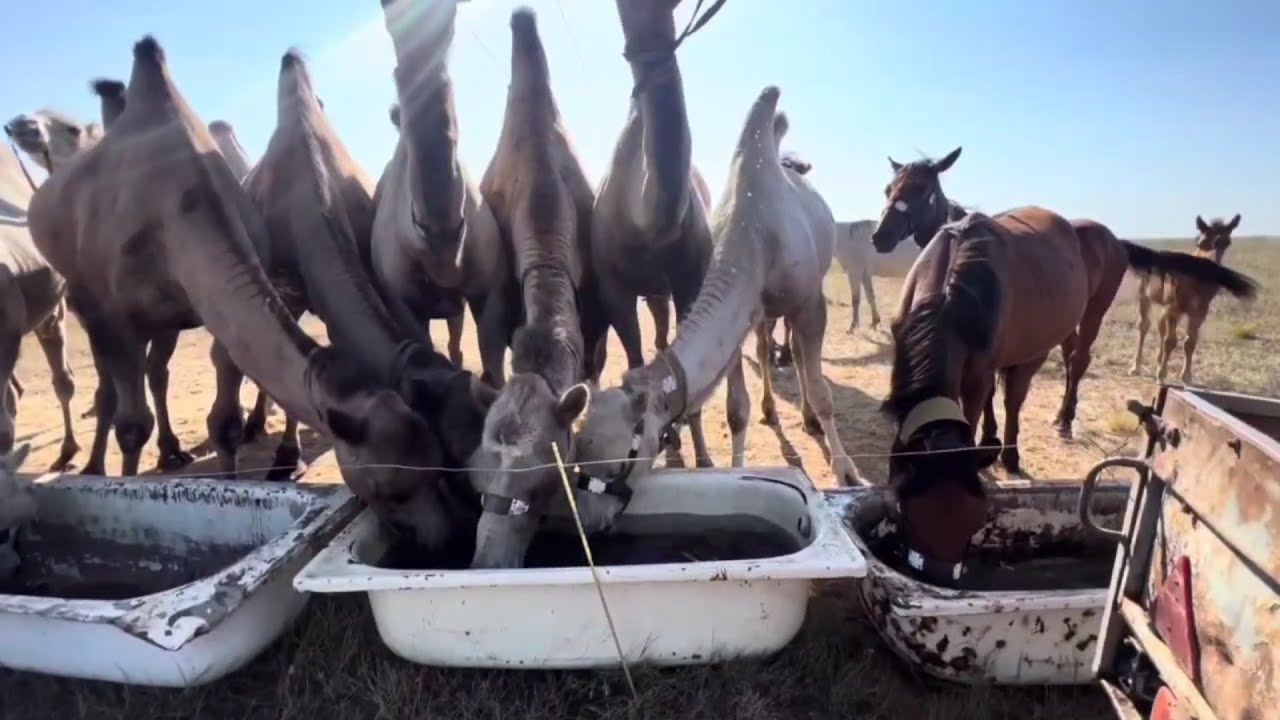 Amazing abilities of a camel that will definitely surprise you. - YouTube