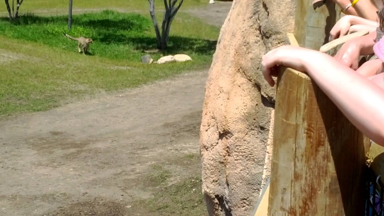 Cheetah run at the Columbus Zoo 2014 - YouTube