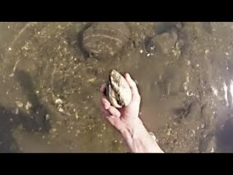 Harvesting Hard Clams for bait while Fishing - YouTube