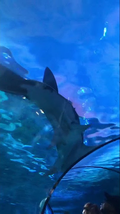 Sawfish at Ripley’s Museum - YouTube