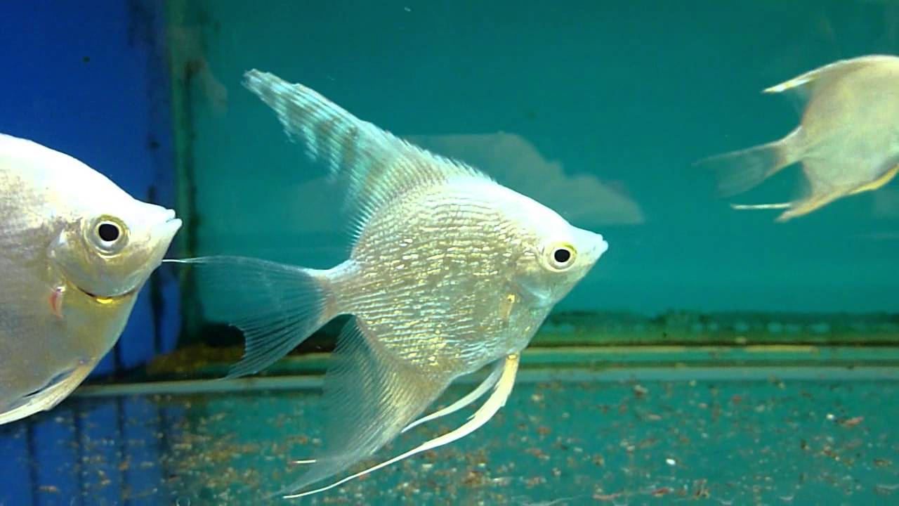 Pterophyllum sp (Platinum Angelfish) - YouTube