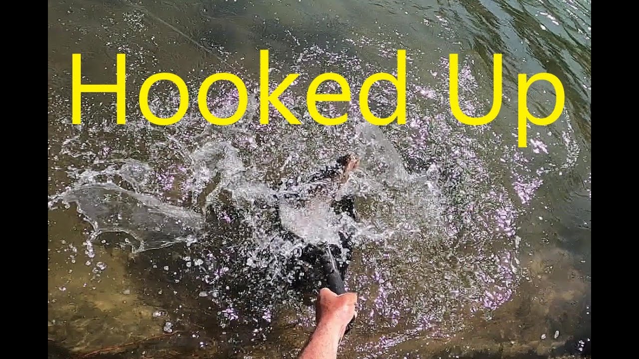 Catching a Apex Predator #fish #outdoors #river #fishing #browntrout # ...