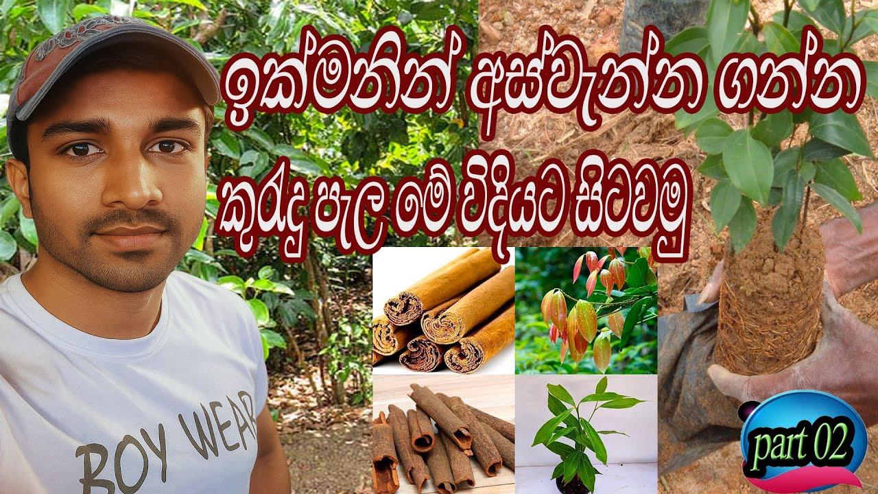 🌿කුරුදු වගාව/Kurudu wagawa🍃How Ceylon Cinnamon Grows | Plantation Tour ...