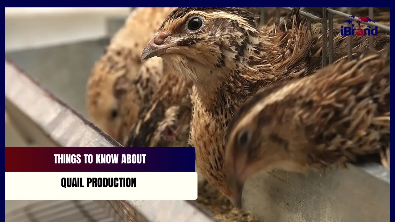 Things To Know About Quail Production - YouTube