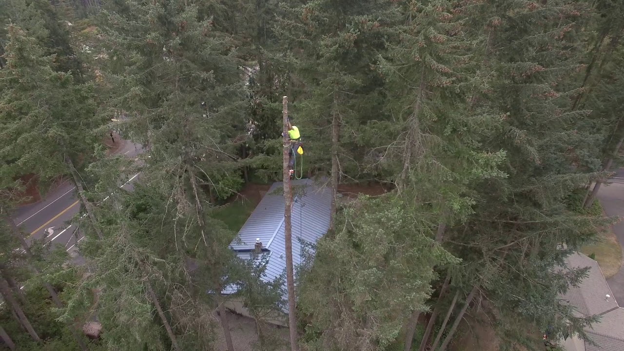 The Tree Terminator - YouTube