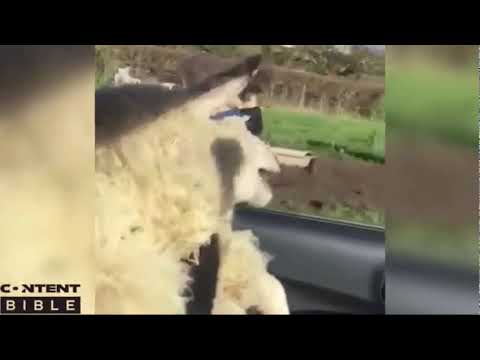 Baaaaaa Meme Scream - YouTube