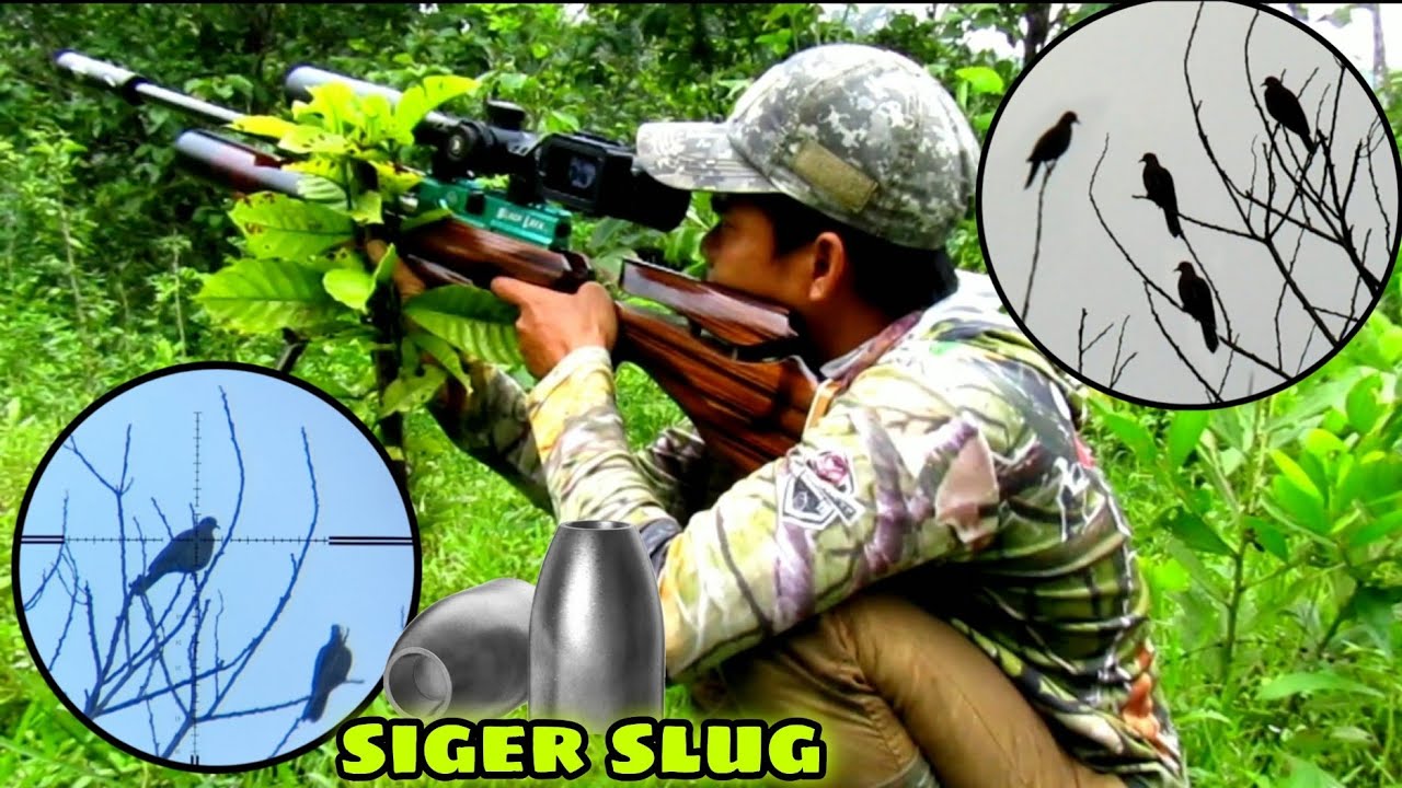 GAK ADA HABISNYA PUTER GENI DI POHON KERING INI - YouTube