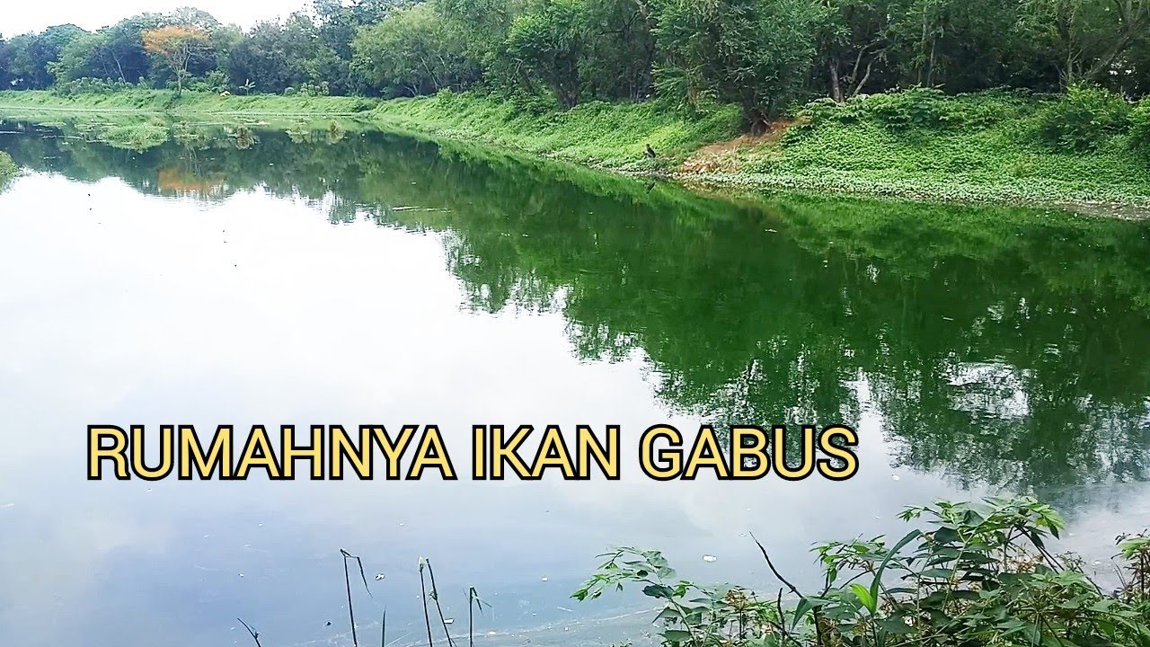 TERBARU!! Danau Rawa Gelam Jakarta || mancing liar jakarta - YouTube