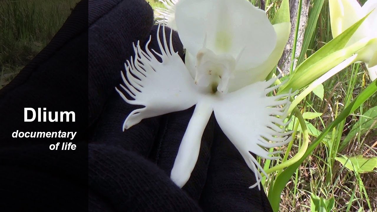 Lady Susan's orchid (Pecteilis susannae) - part 1 - YouTube