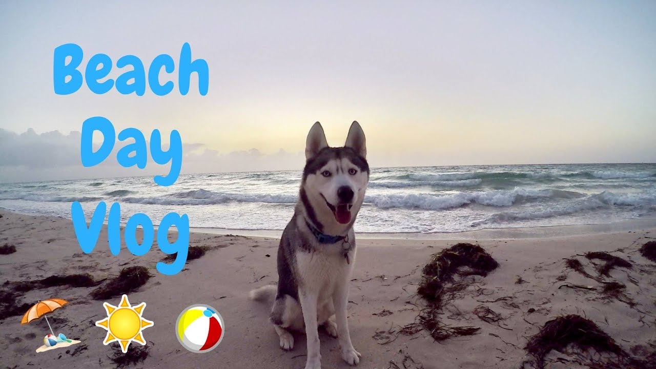 HUSKY BEACH DAY! Gohan Goes to the Beach! - YouTube