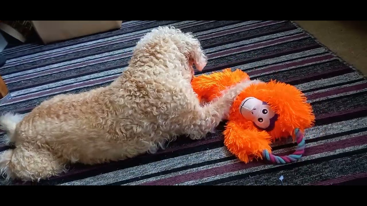 orange-atang. - YouTube
