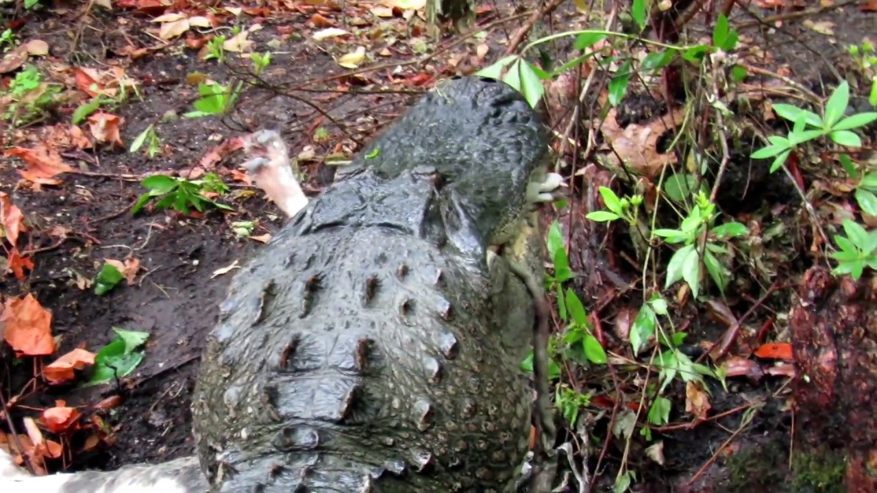 Huge Alligator Eats Legs of Dog - YouTube