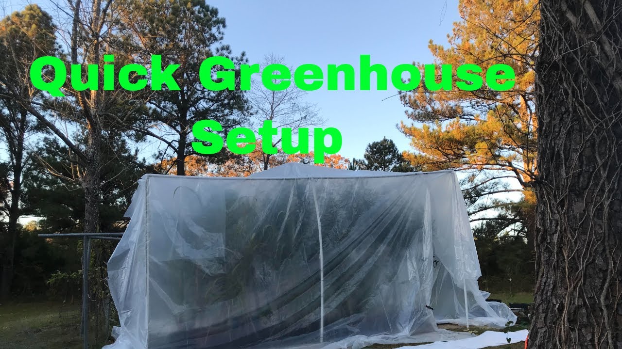 PT 2 Quick Greenhouse Set up To Protect Delicate Plants - YouTube