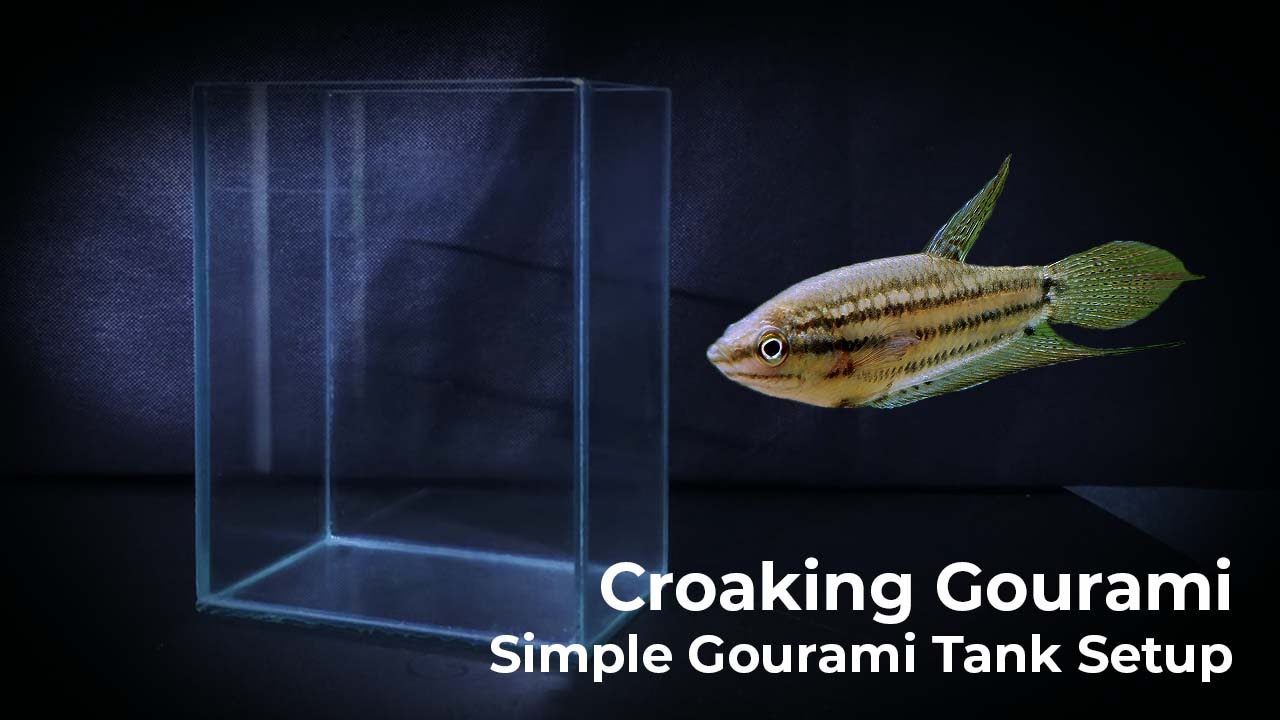 Aquascape Tutorial: Simple Croaking Gourami Tank Setup. (Step By Step ...
