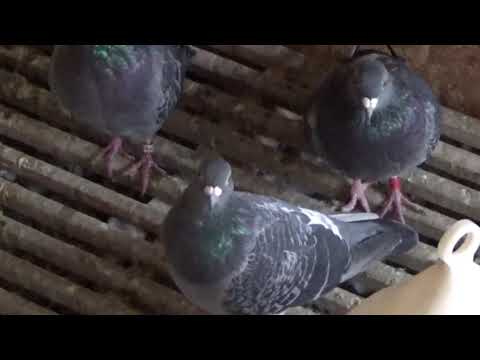 Columbofil dl Ivascu Nicolae Domnesti Ilfov Romania masculi de zbor 25 oct 2020 part 1