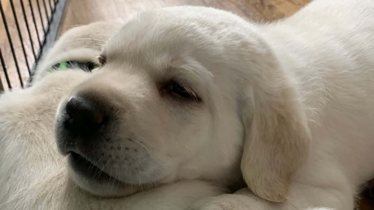 PUPPY PONG? Adorable Lab Puppies go at it in their play room - YouTube