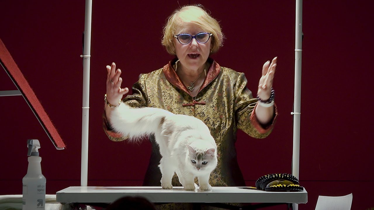 CFA International Cat Show 2017 - Rachel Anger Allbreed Champion Final ...