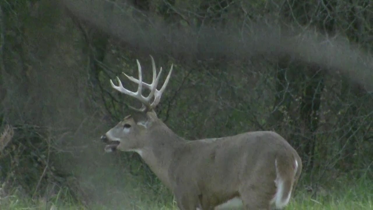 5 1/2 yr old mature buck - Snort Wheeze - YouTube