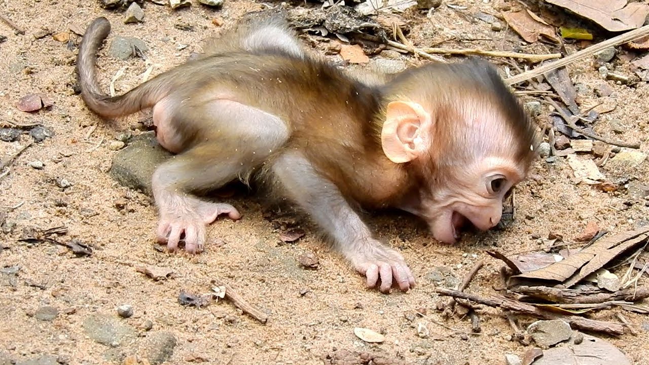 Sad video! Baby monkey cry temper tantrum when mom mistreats and tries ...