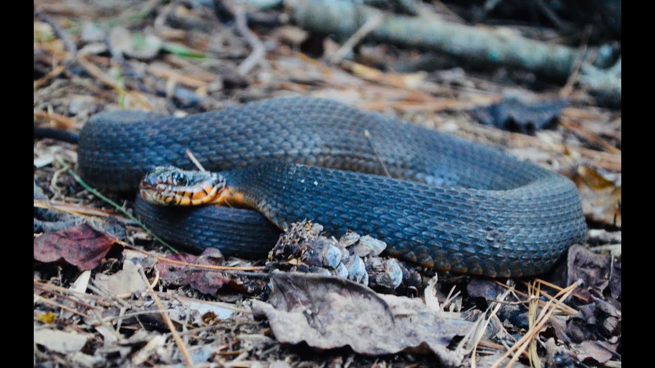 Backyard Snake - YouTube