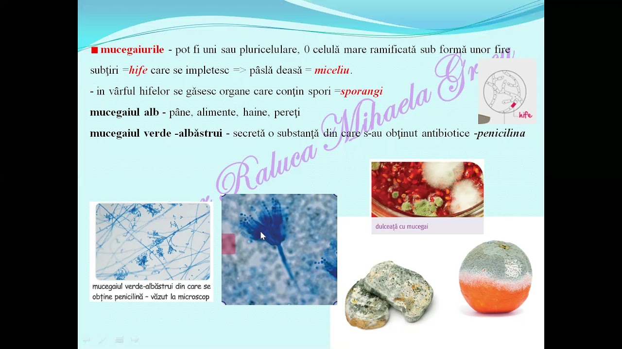 REGNUL FUNGI - Lectii de biologie clasa aV-a - YouTube