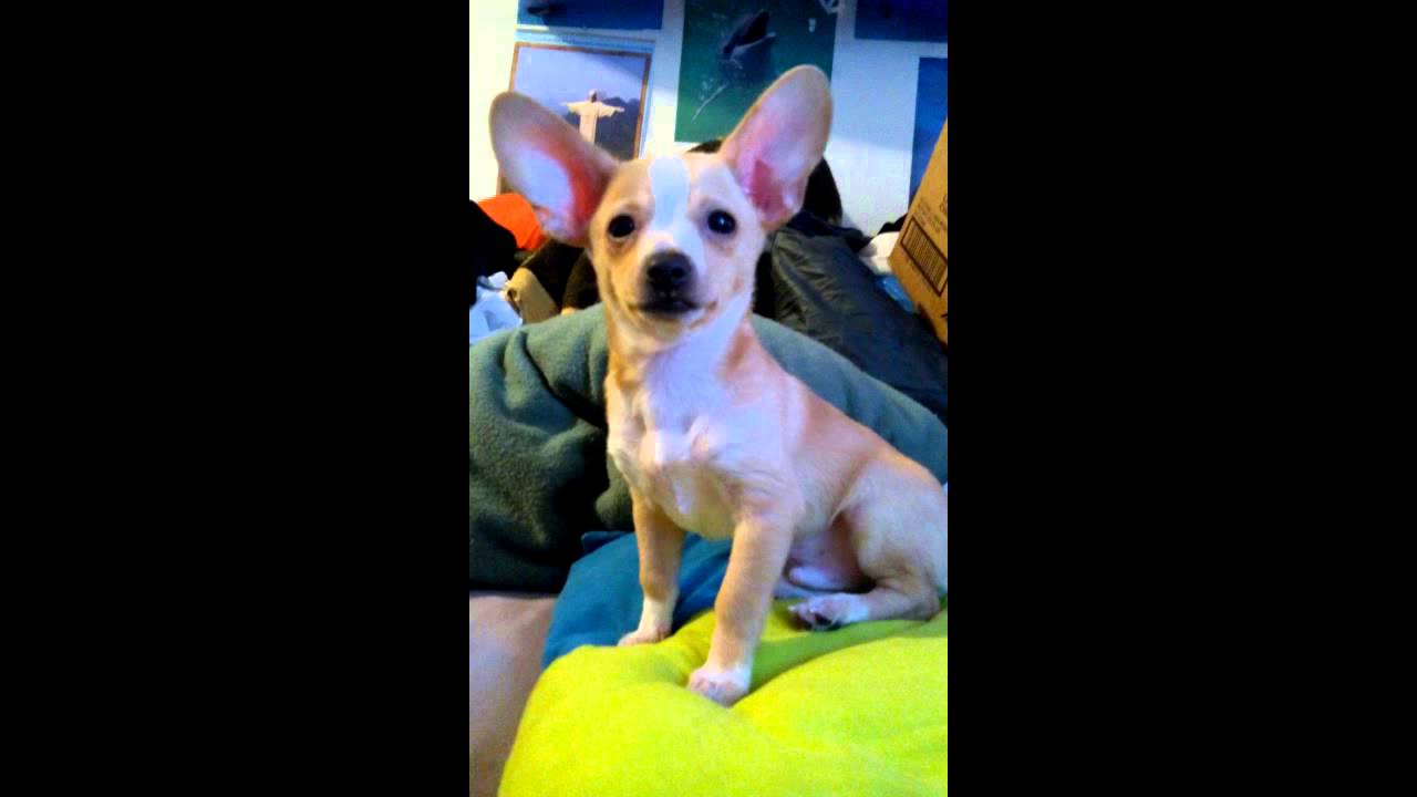 Chihuahua (Official music video) - YouTube